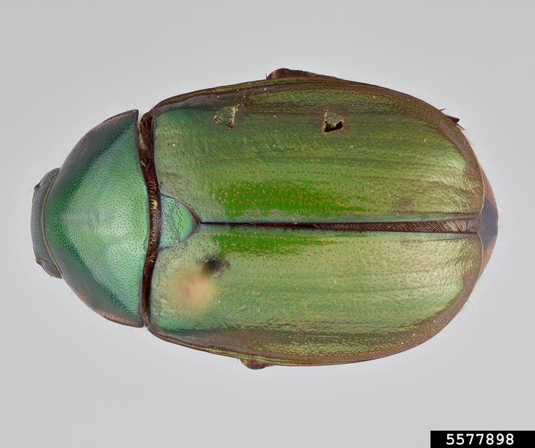 chafer beetle (Anomala ceramopyga Ohaus)