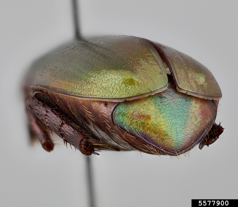 chafer beetle (Anomala ceramopyga)