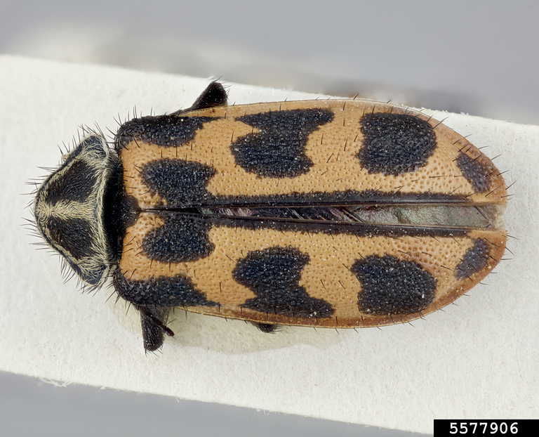 spotted maize beetle (Astylus atromaculatus (Blanchard))