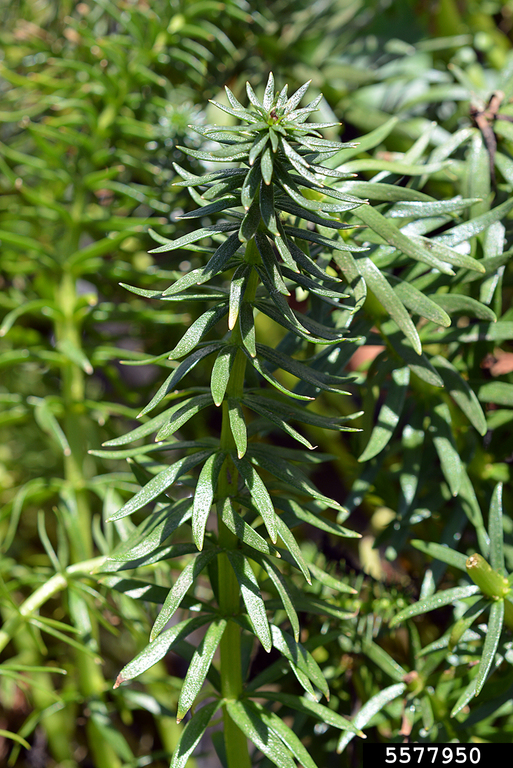marestail (Hippuris vulgaris L.)