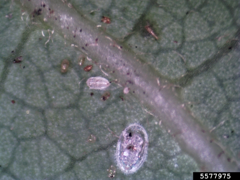 whiteflies (Aleurotrachelus anonae Corbett)