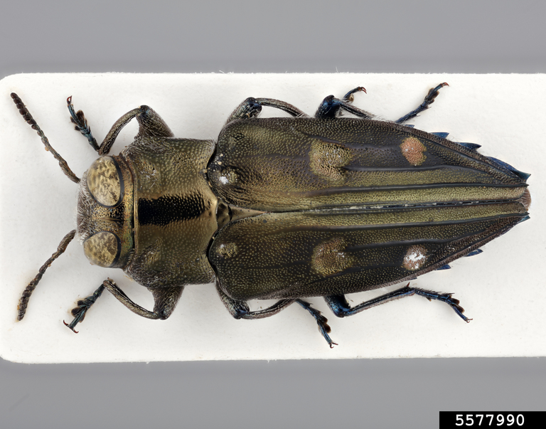 metallic wood-boring beetle (Chrysobothris insidiosa Waterhouse)