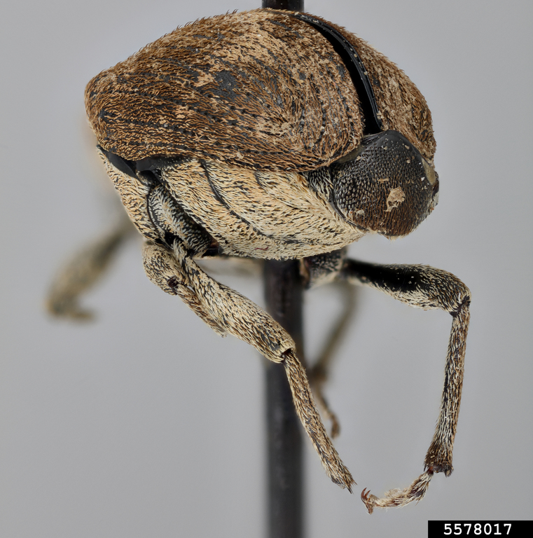 golden-cage weevil (Isorhinus undatus (Champion))