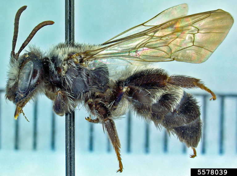mining bee (Andrena mesoleuca Cockerell, 1924)