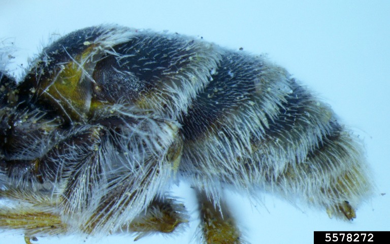 mining bee (Andrena lepidii Ribble,1968)
