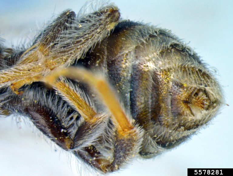 mining bee (Andrena lepidii Ribble,1968)