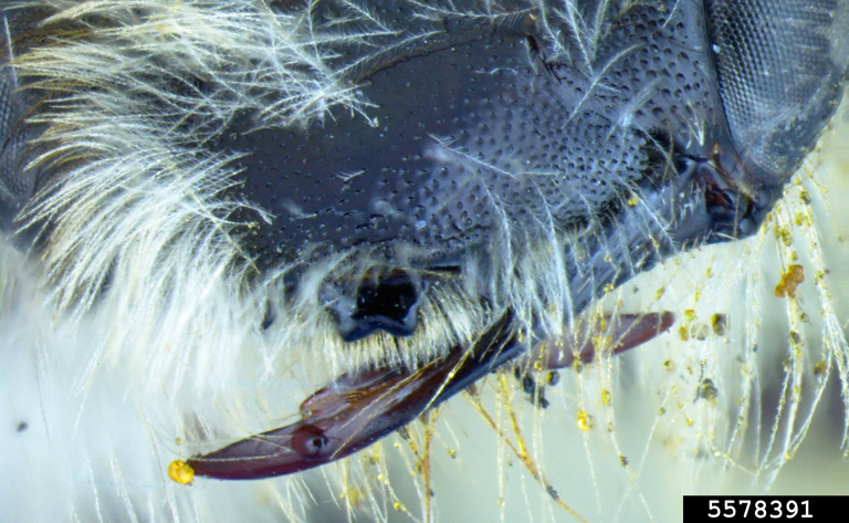 mining bee (Andrena decolorata LaBerge & Thorp, 2005)