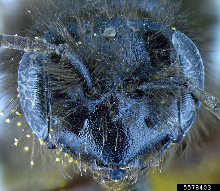 mining bee (Andrena deserticola Timberlake, 1937)