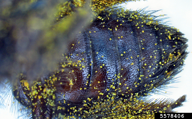 mining bee (Andrena deserticola Timberlake, 1937)