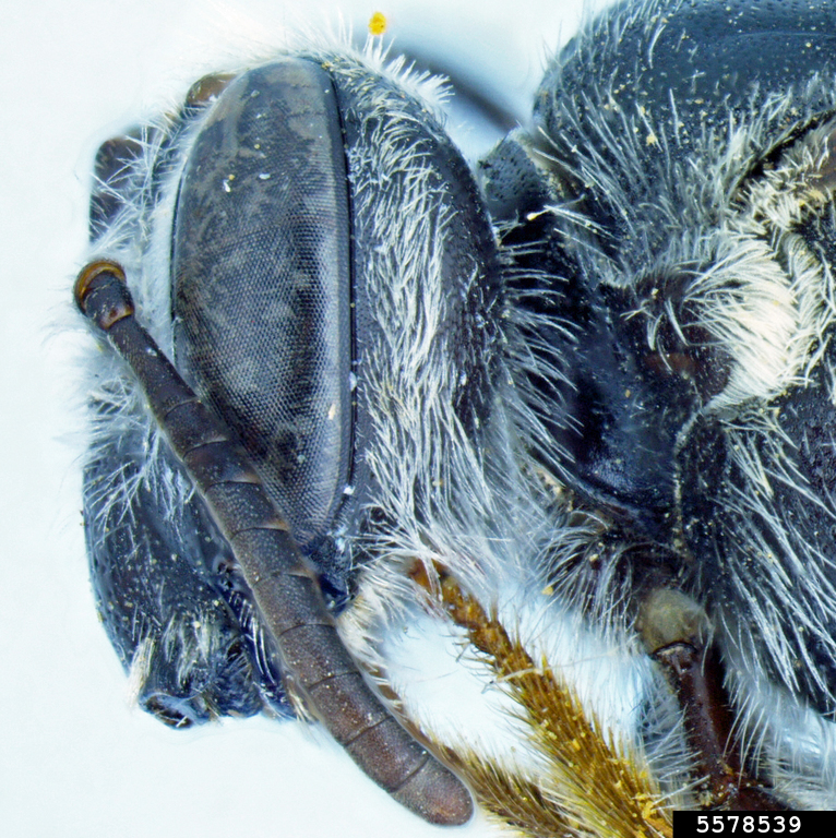 mining bee (Andrena fracta Casad & Cockerell, 1896)