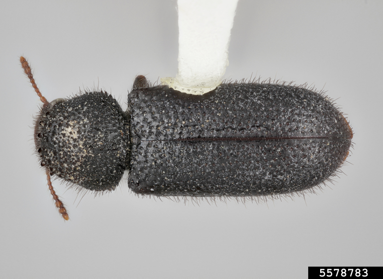 horned powder-post beetle (Stephanopachys asperulus)