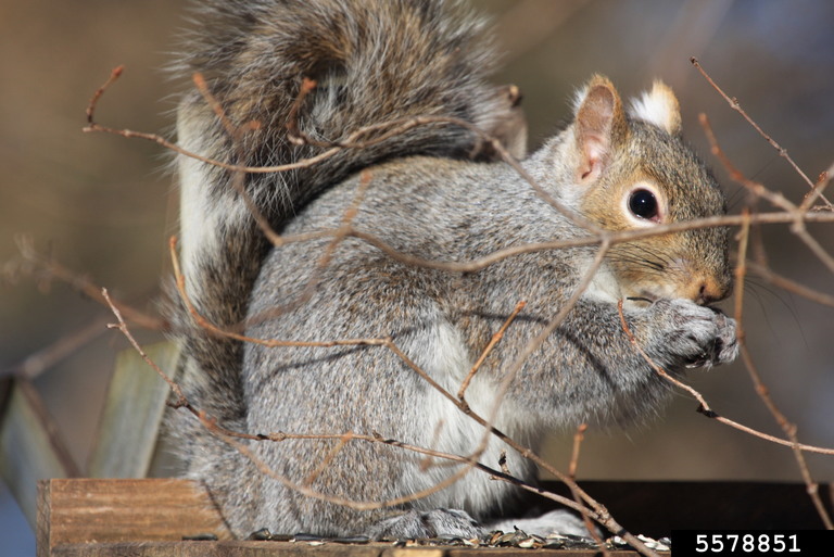 eastern gray squirrel (Sciurus carolinensis Gmelin, 1788)