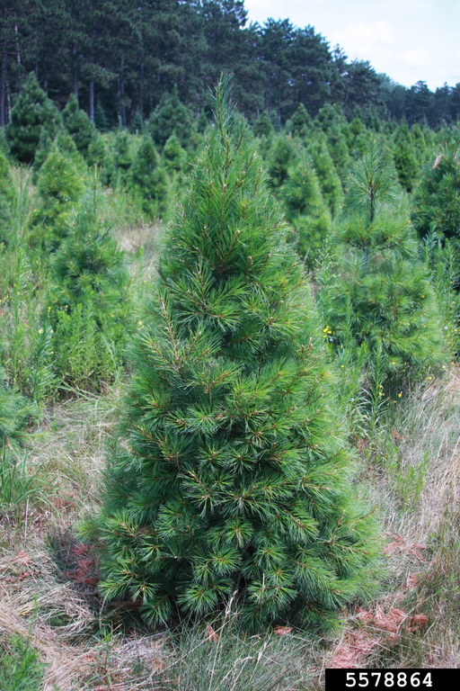 eastern white pine (Pinus strobus L.)