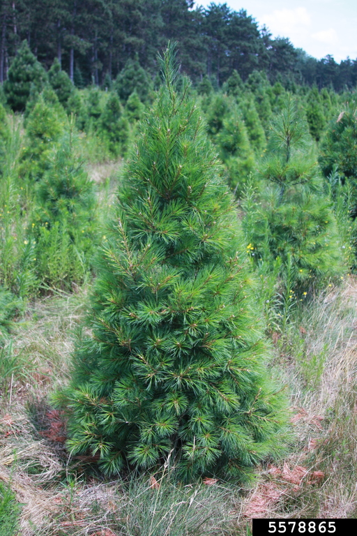 eastern white pine (Pinus strobus L.)