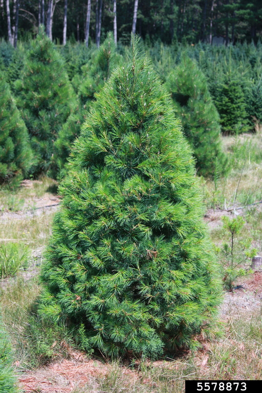 eastern white pine (Pinus strobus L.)