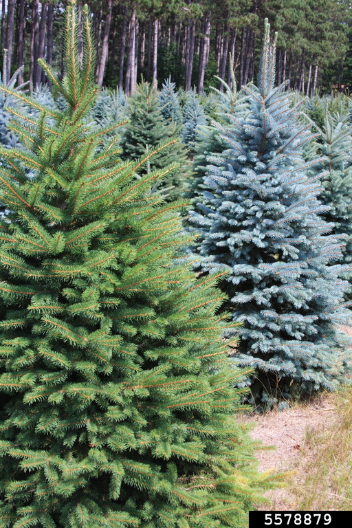 blue spruce (Picea pungens Engelm.)