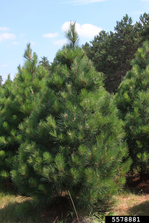 red pine (Pinus resinosa Soland.)