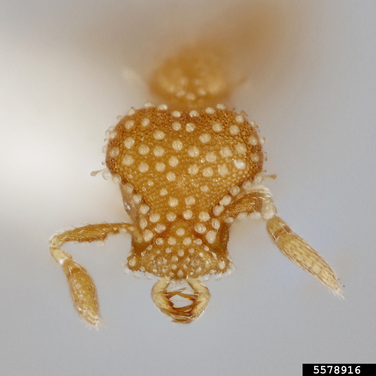 ant (Strumigenys emmae (Emery, 1890))