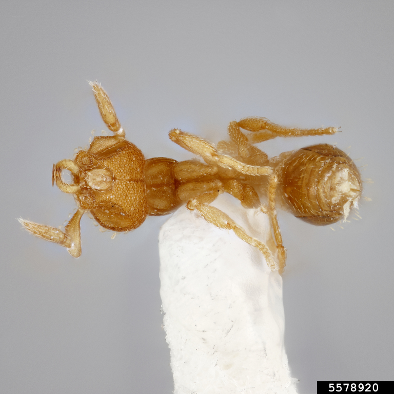 ant (Strumigenys emmae)