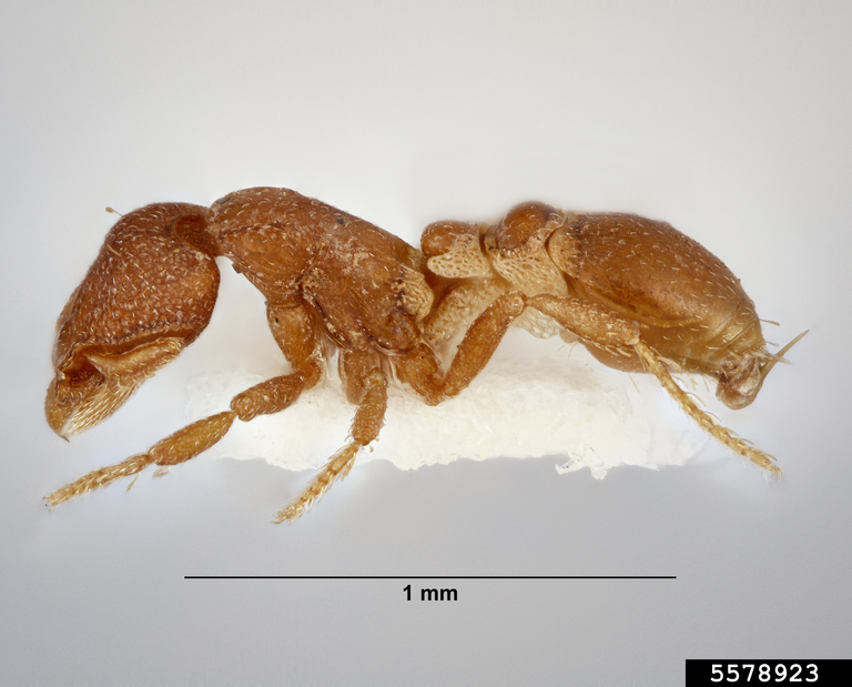 ant (Strumigenys membranifera)