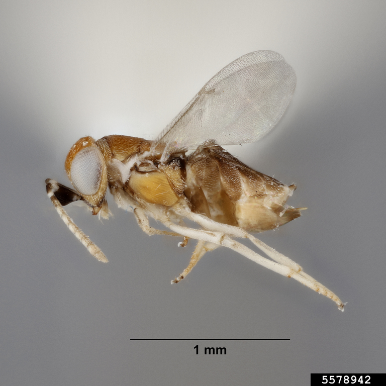 Encyrtid wasp, Anagyrus kamali (Hymenoptera: Encyrtidae) - 5578942