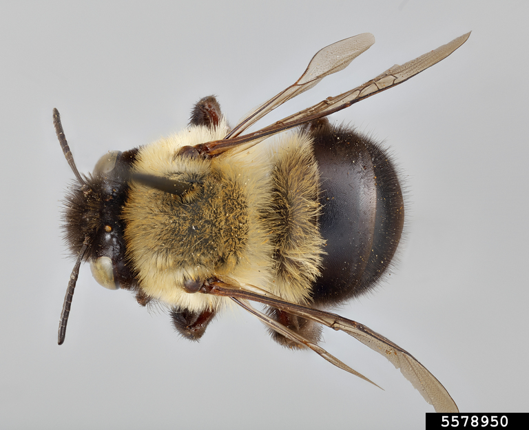 Digger bee (Anthophora ursina ssp. ursina Cresson)