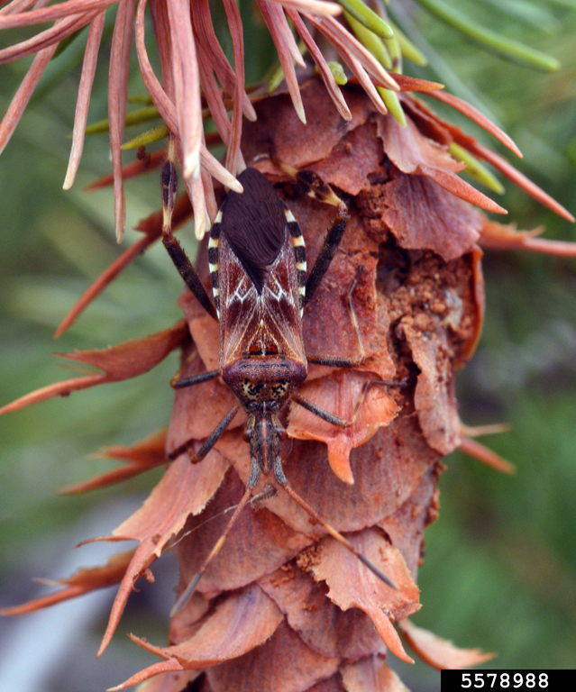 western conifer-seed bug (Leptoglossus occidentalis)