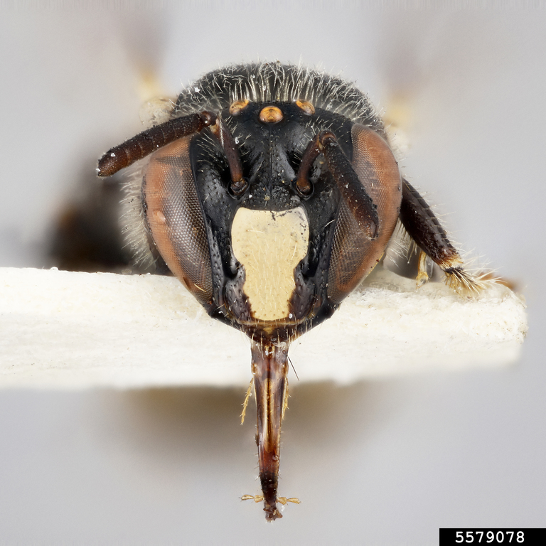 Reed bee (Braunsapis mixta (Smith))