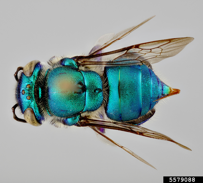 orchid bee (Euglossa viridissima Friese)