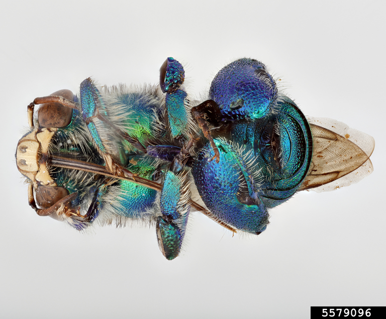 orchid bee (Euglossa viridissima Friese)