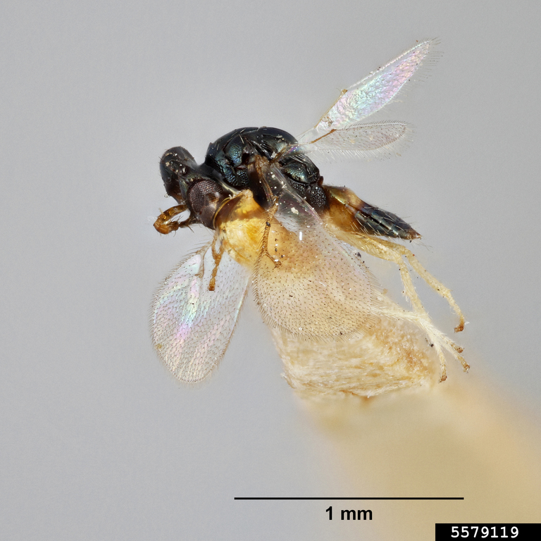 Chalcid wasp (Tetrastichus euplectri)