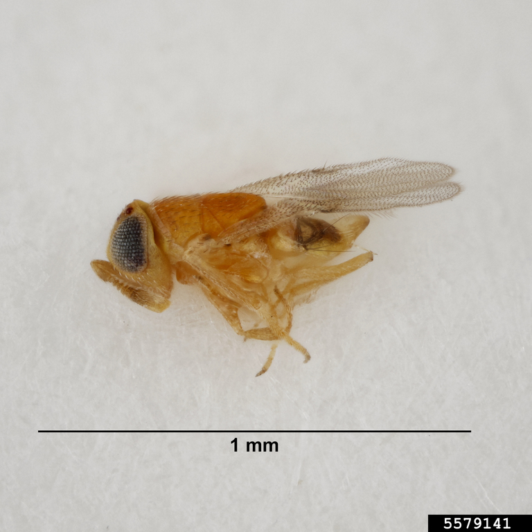 Encyrtid wasp (Acerophagus papayae)