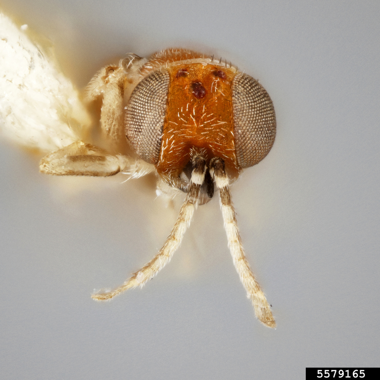 Encyrtid wasp (Anagyrus kamali)