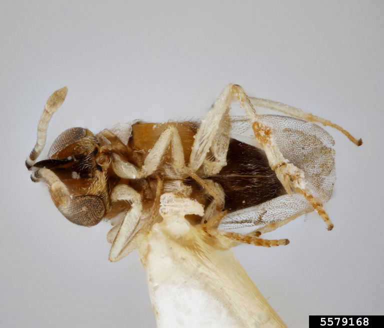 Encyrtid wasp (Anagyrus kamali Moursi)