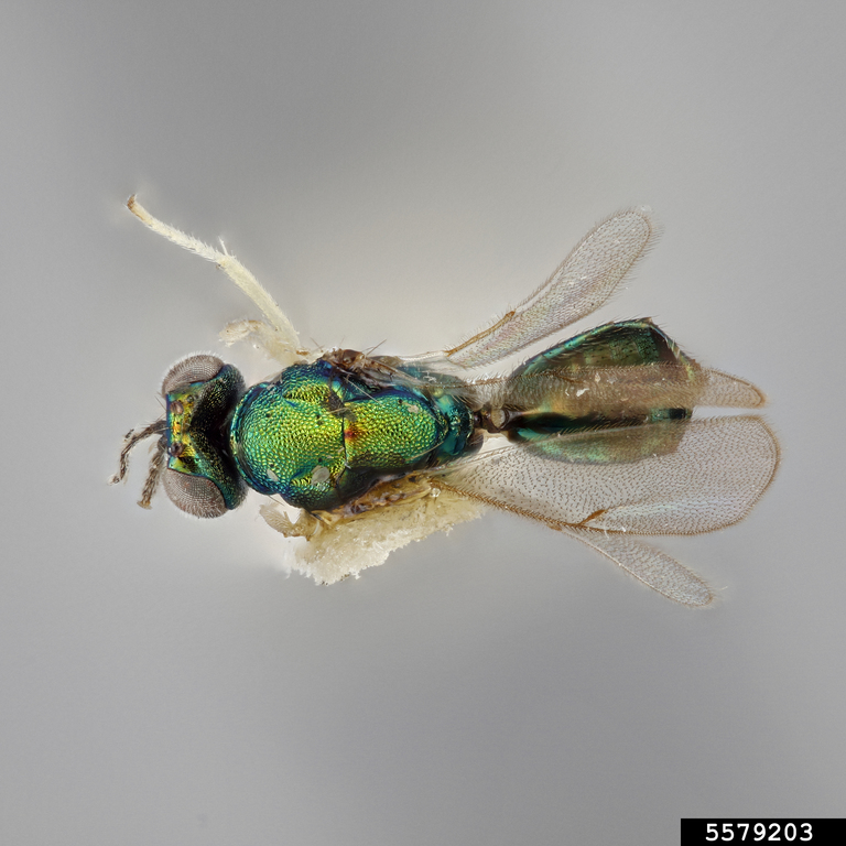 Eulophid wasp (Chrysocharis laricinellae)