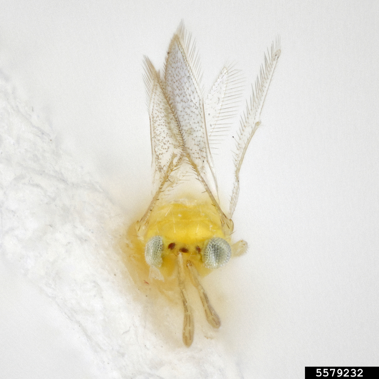 Chalcid wasp (Eretmocerus eremicus)