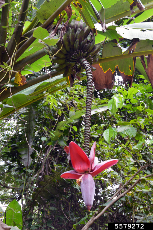 bananas (Genus Musa L.)