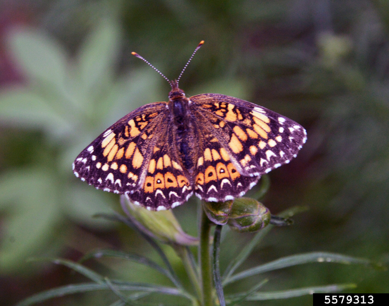 Mormon metalmark (Apodemia mormo (C. Felder and R. Felder, 1859))