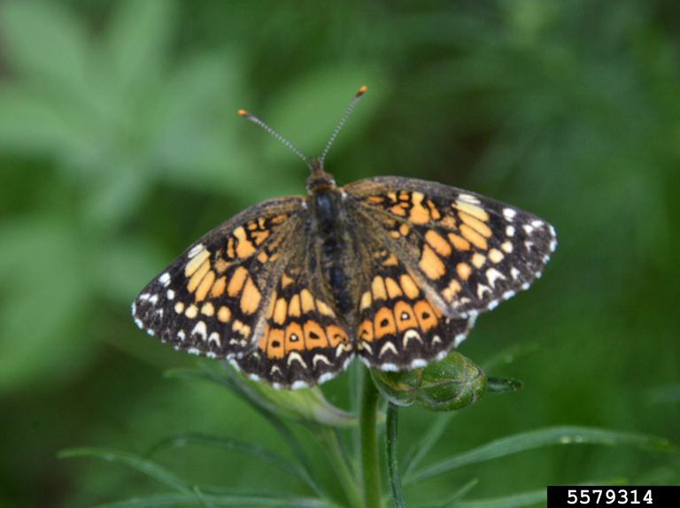 Mormon metalmark (Apodemia mormo (C. Felder and R. Felder, 1859))