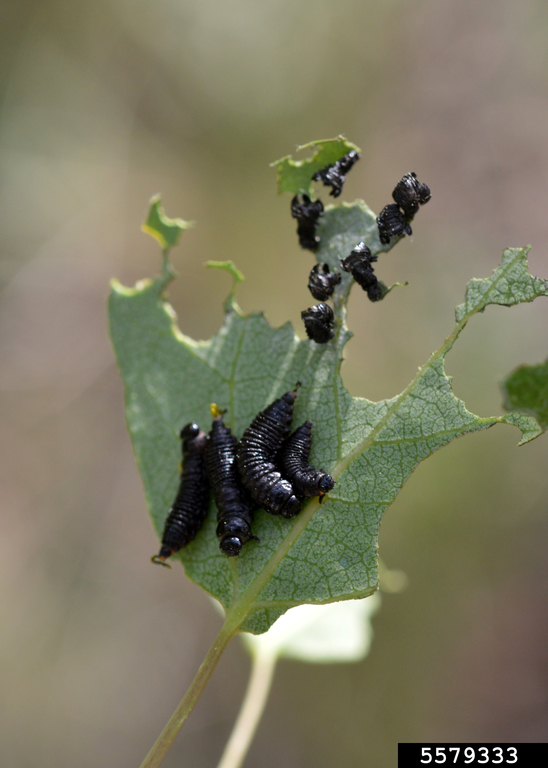 American aspen beetle (Gonioctena americana (Schaeffer, 1924))