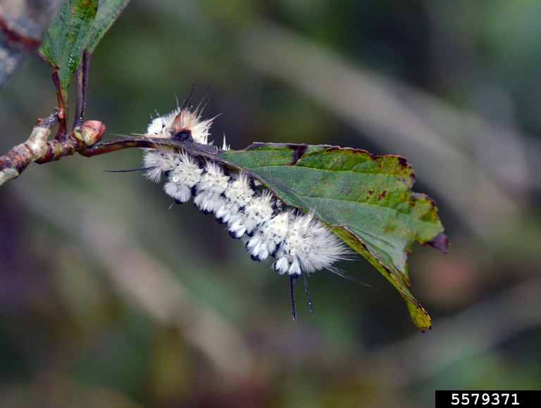 hickory tussock moth (Lophocampa caryae Harris, 1841)