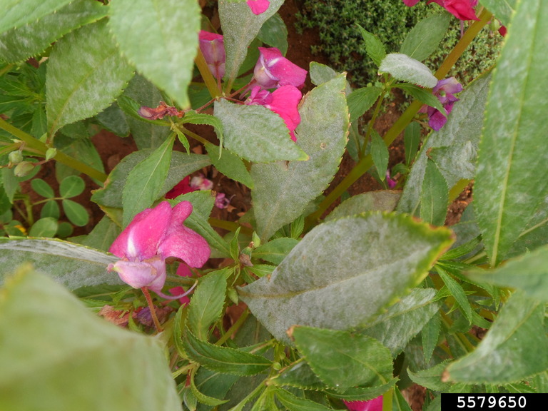 powdery mildew (Podosphaera balsaminae (Wallr.) Kari ex L. Junell)