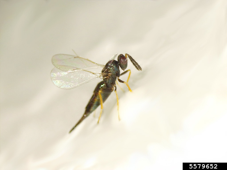 Eulophid wasp (Tetrastichus planipennisi Yang)
