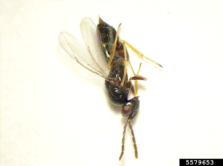 Eulophid wasp (Tetrastichus planipennisi)