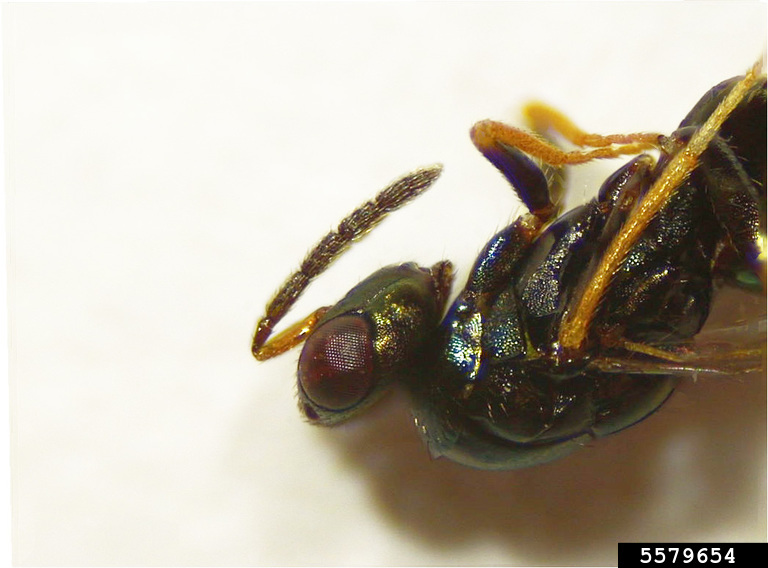 Eulophid wasp (Tetrastichus planipennisi Yang)