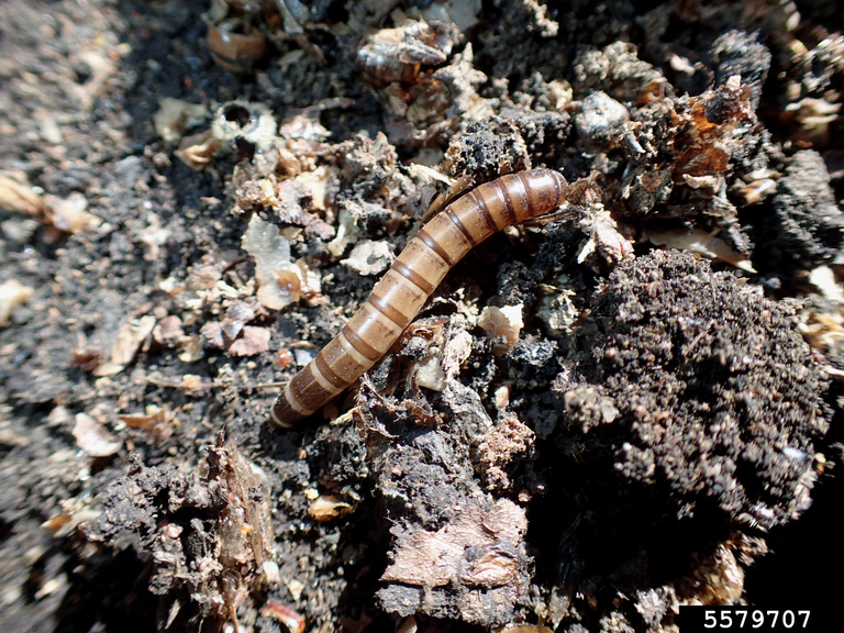 dark mealworm (Tenebrio obscurus)