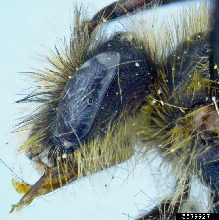 mining bee (Andrena nigrihirta (Ashmead, 1890))