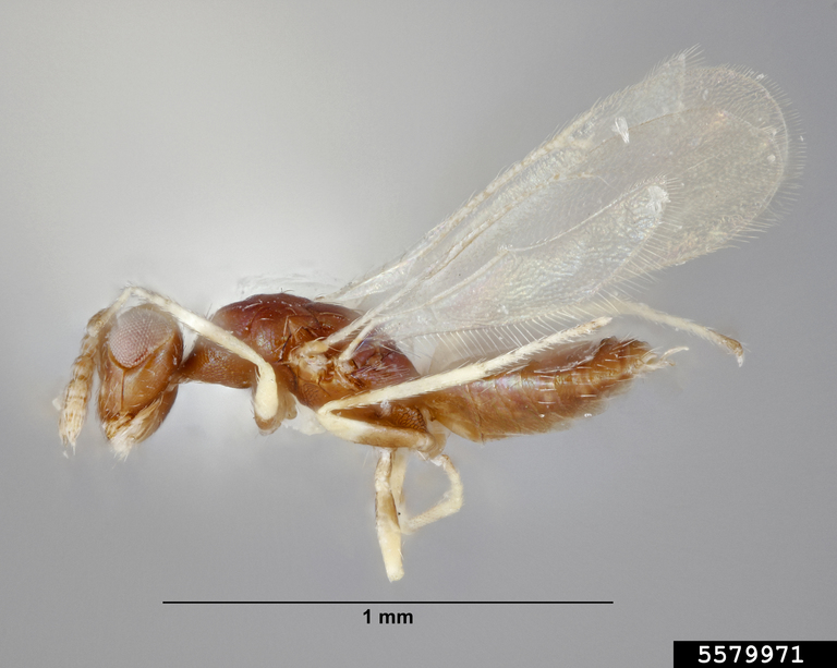 Chalcid wasp (Diglyphus intermedius (Girault))