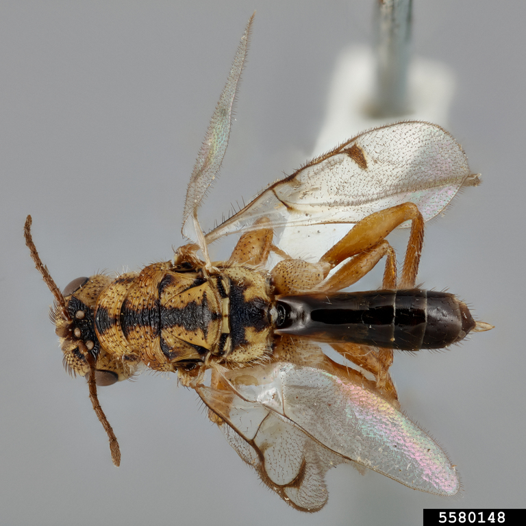 pine seed chalcid (Megastigmus albifrons)