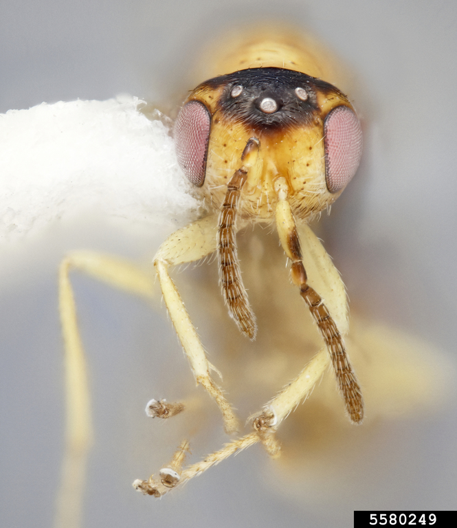 Chalcid wasp (Megastigmus brevicaudus)